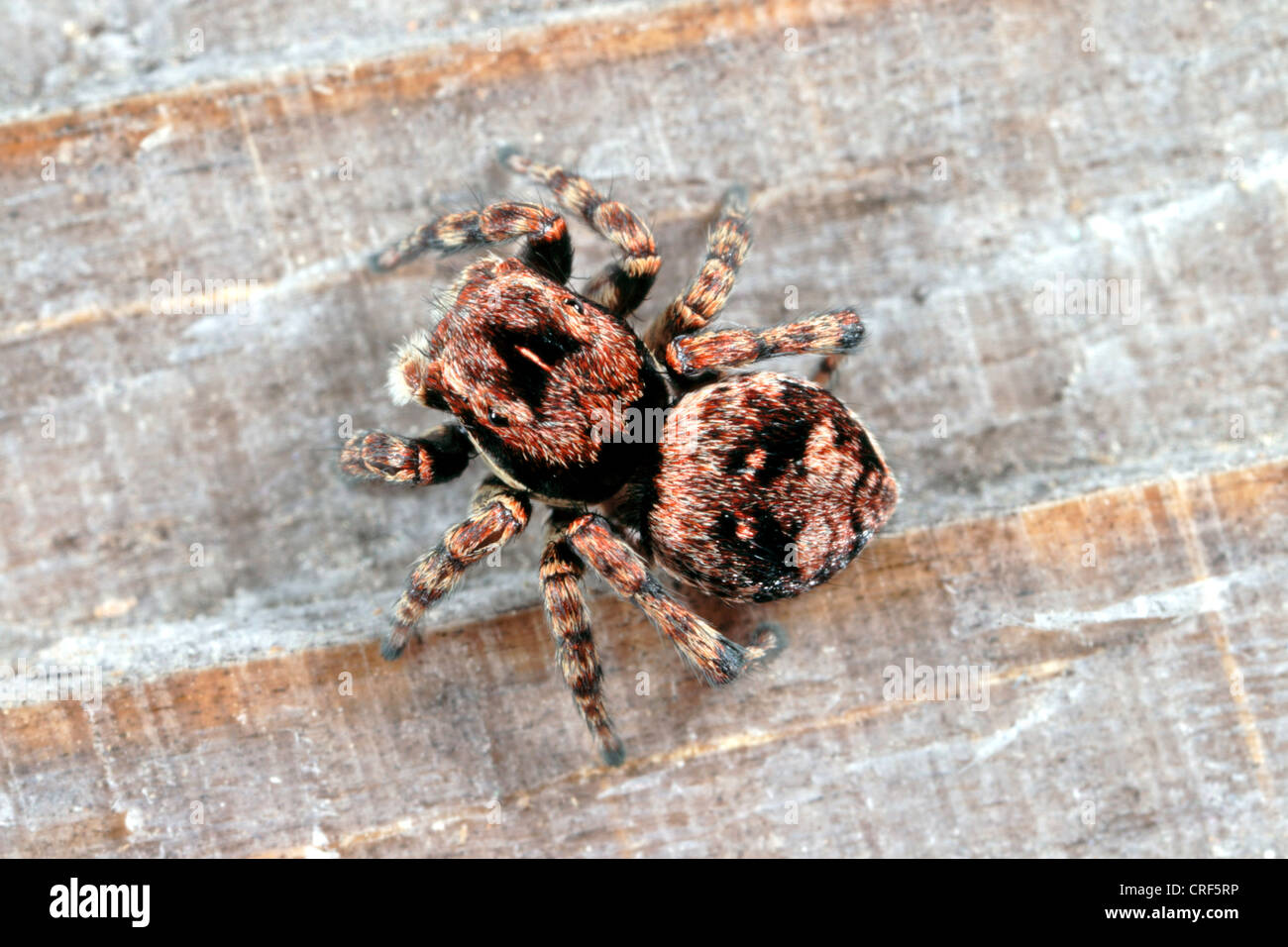 Jumping spider (Sitticus saxicola), female sitting on dead wood Stock ...