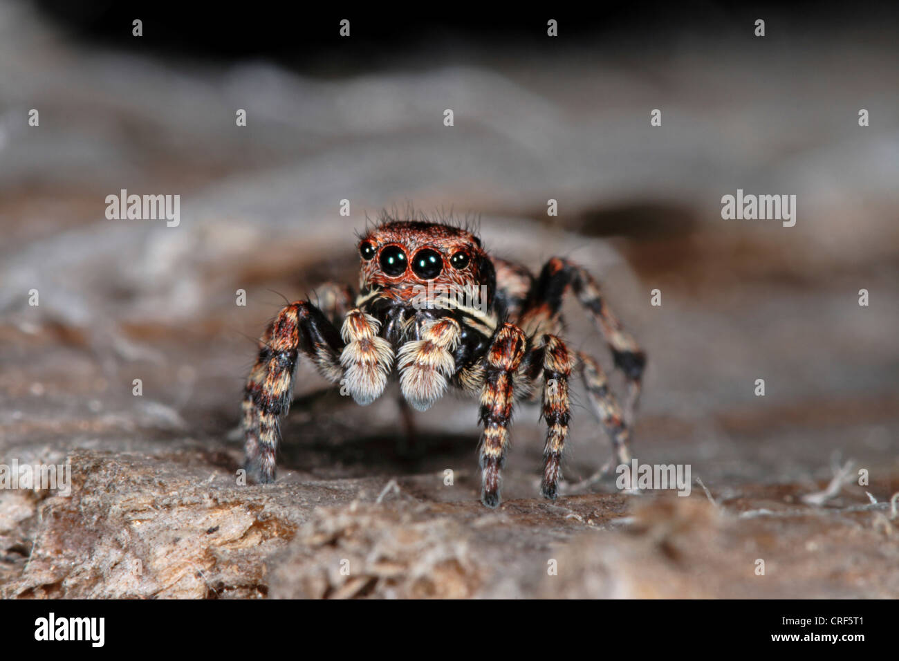 Jumping spider (Sitticus saxicola), female sitting on dead wood Stock ...