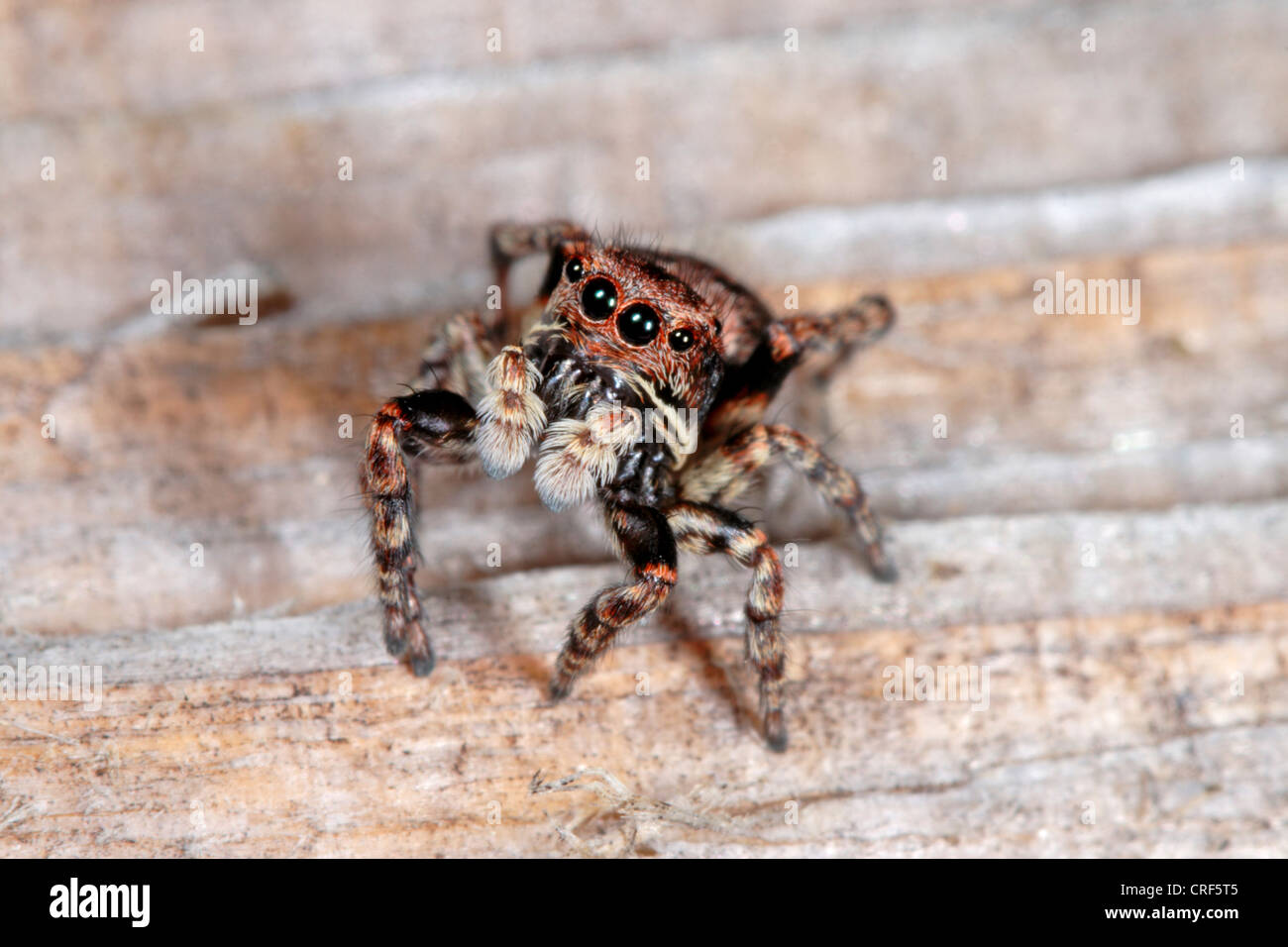 Jumping spider (Sitticus saxicola), female sitting on dead wood Stock ...