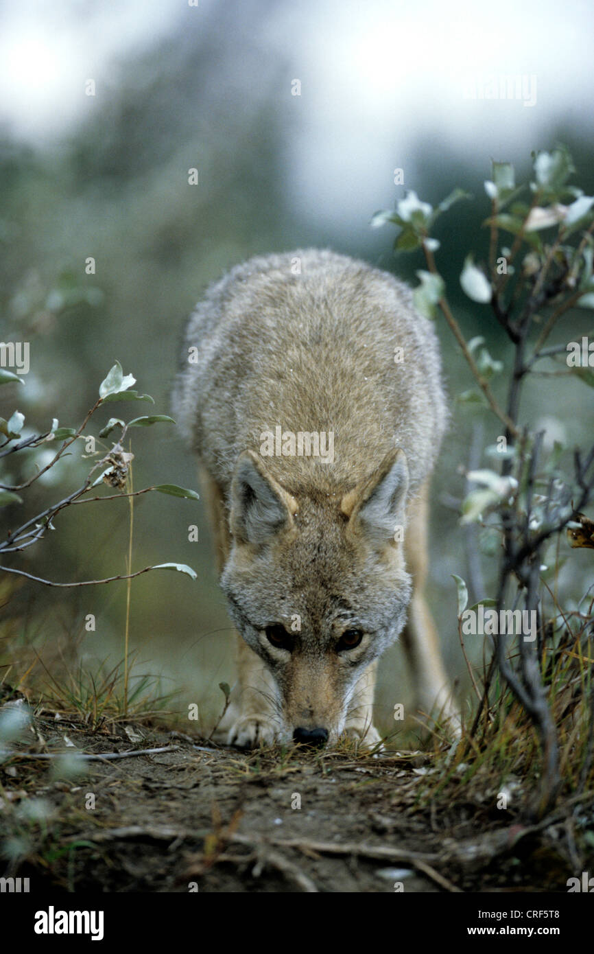 coyote (Canis latrans), young Coyote walking towards the camara and is ...