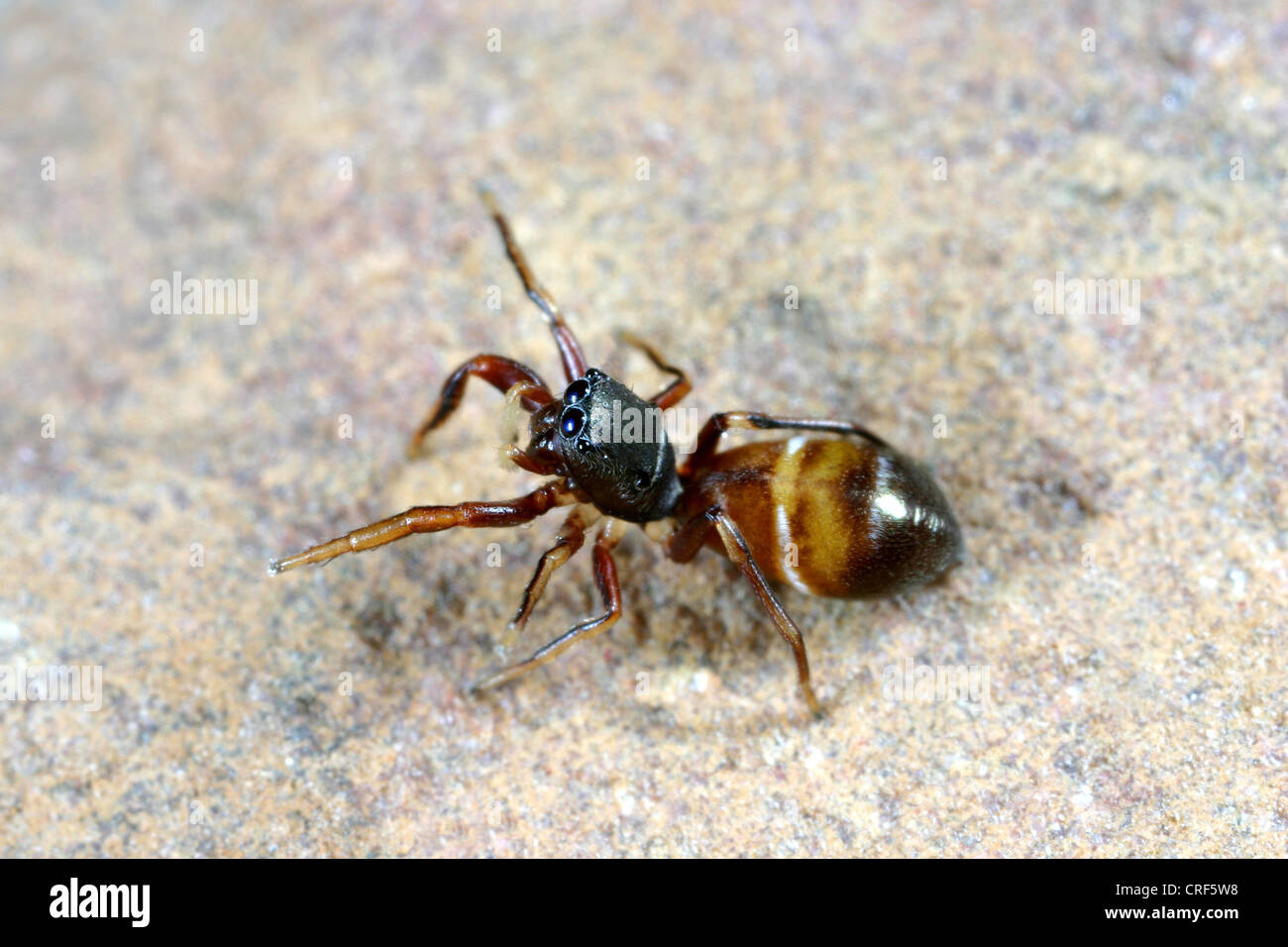 Jumping spider (Synageles venator), female sitting on a stone Stock ...