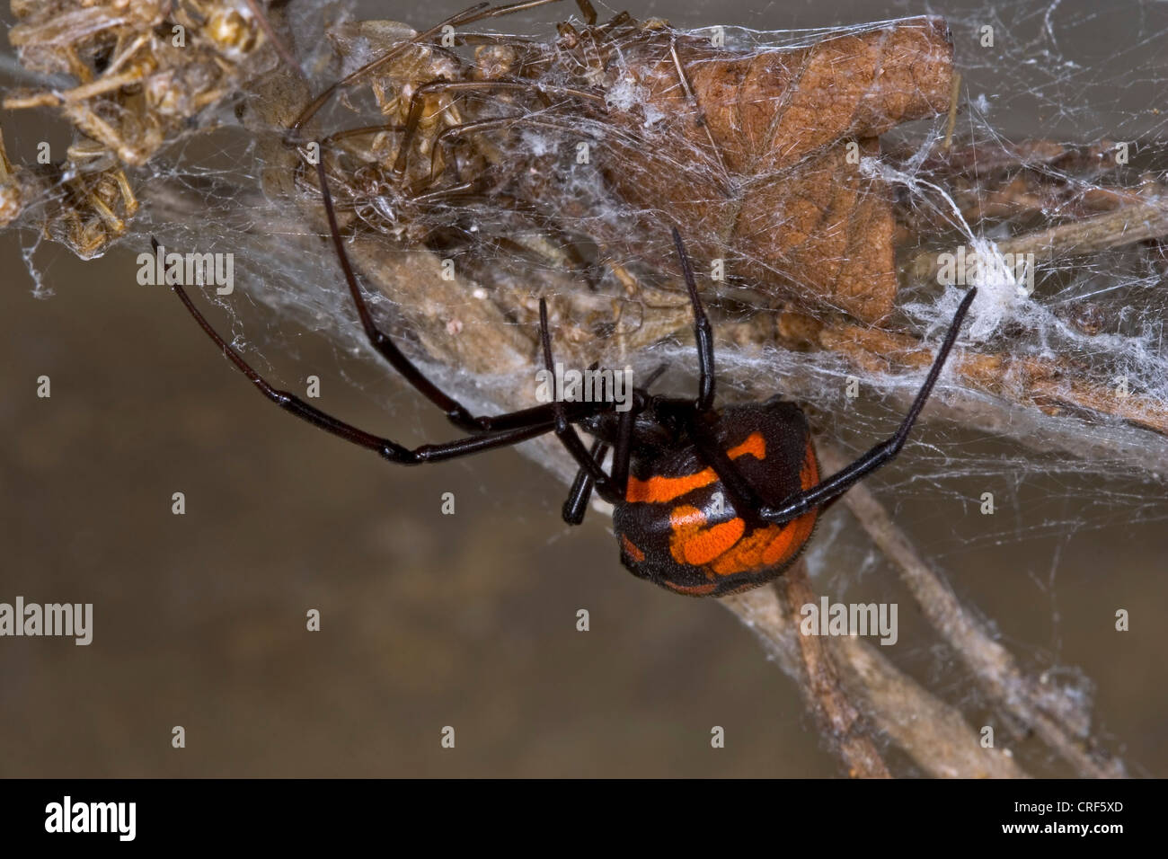 European black widow, southern black widow, Mediterranean black widow ...
