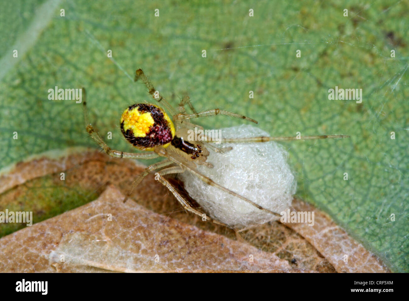 comb-footed spider (Neottiura bimaculata, Theridion bimaculatum ...