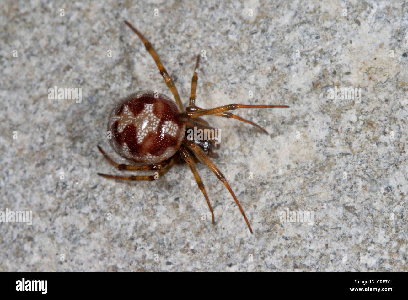 Comb footed spider steatoda triangulosa hi-res stock photography and ...