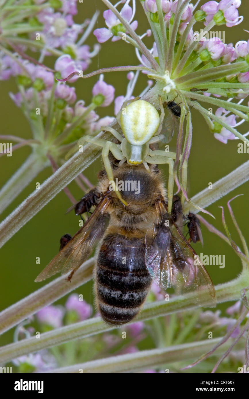 goldenrod crab spider (Misumena vatia), juvenile with honey bee as prey ...