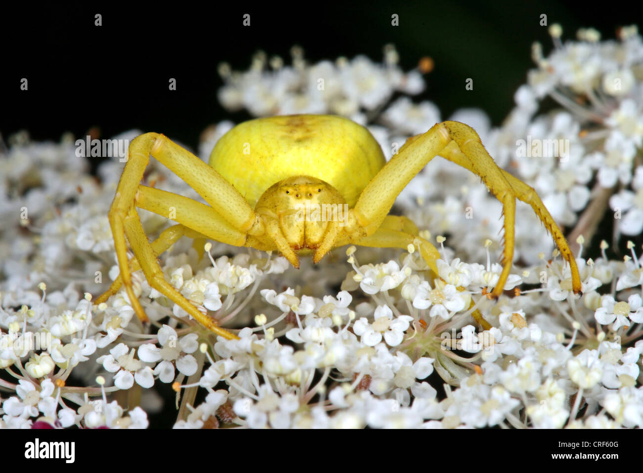 goldenrod crab spider (Misumena vatia), female sitting on a ...