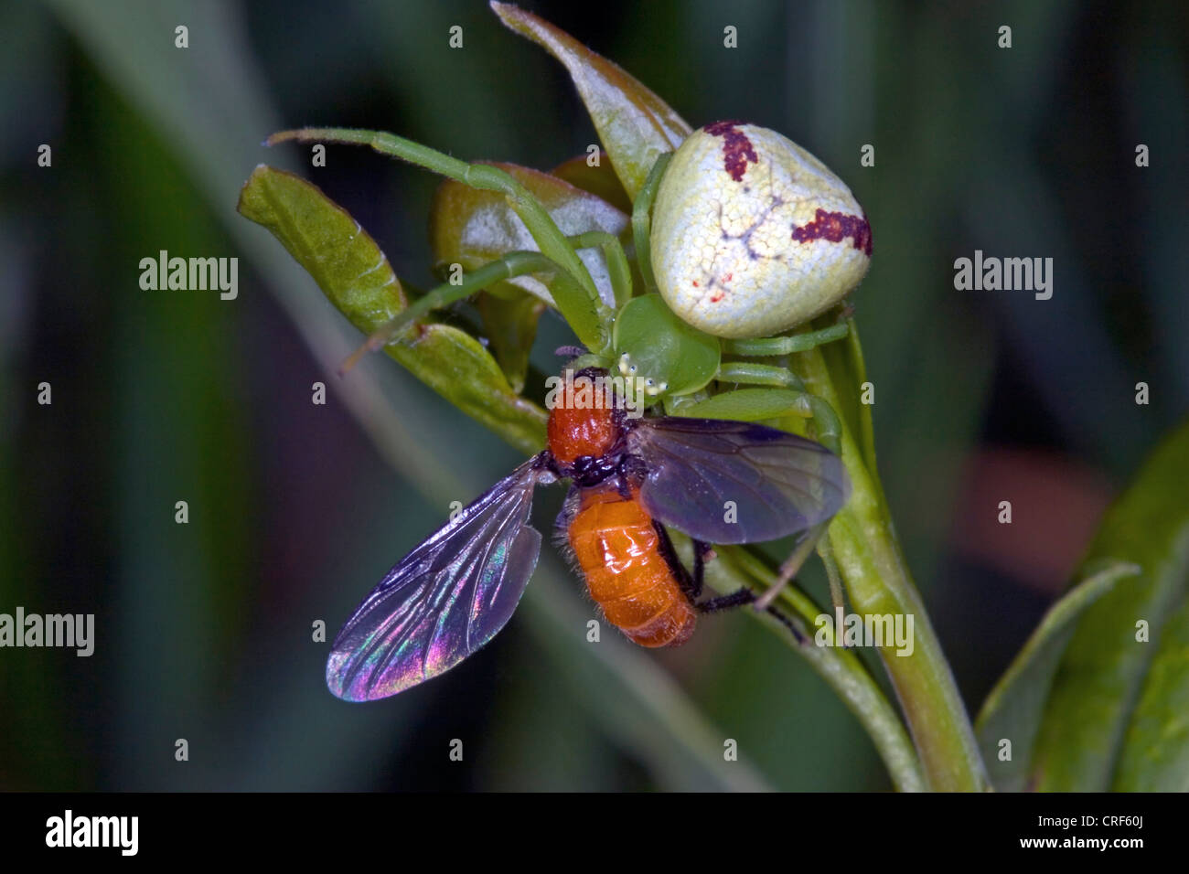 comb-footed spider (Misumenops tricuspidatus), female with prey Stock ...