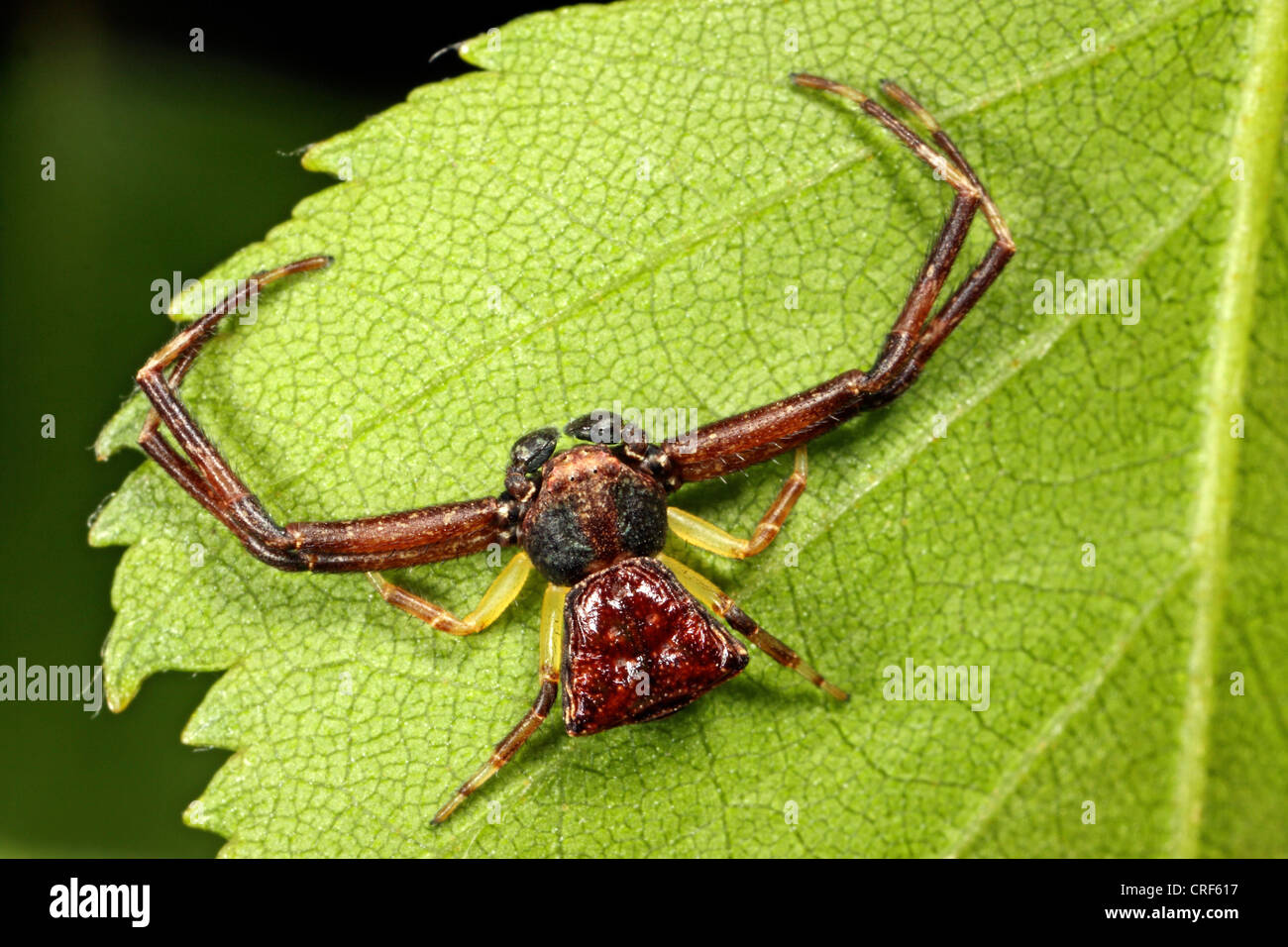 Male Spider Crab High Resolution Stock Photography and Images - Alamy