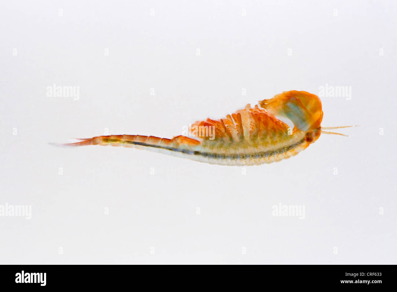 springtime fairy shrimp (Eubranchipus grubii, Siphonophanes grubii ...