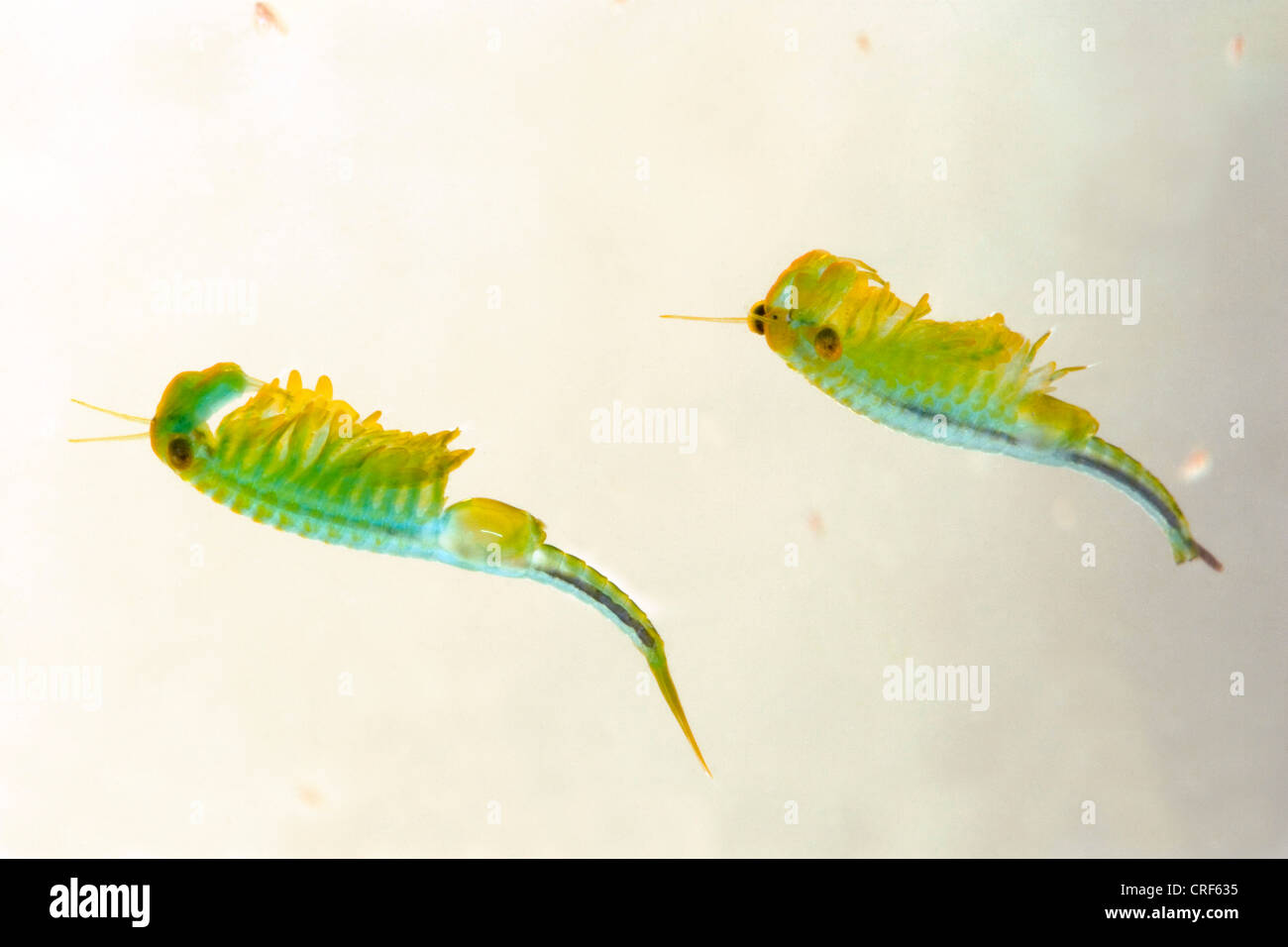 branchiopods (Chirocephalus shadini), females Stock Photo - Alamy