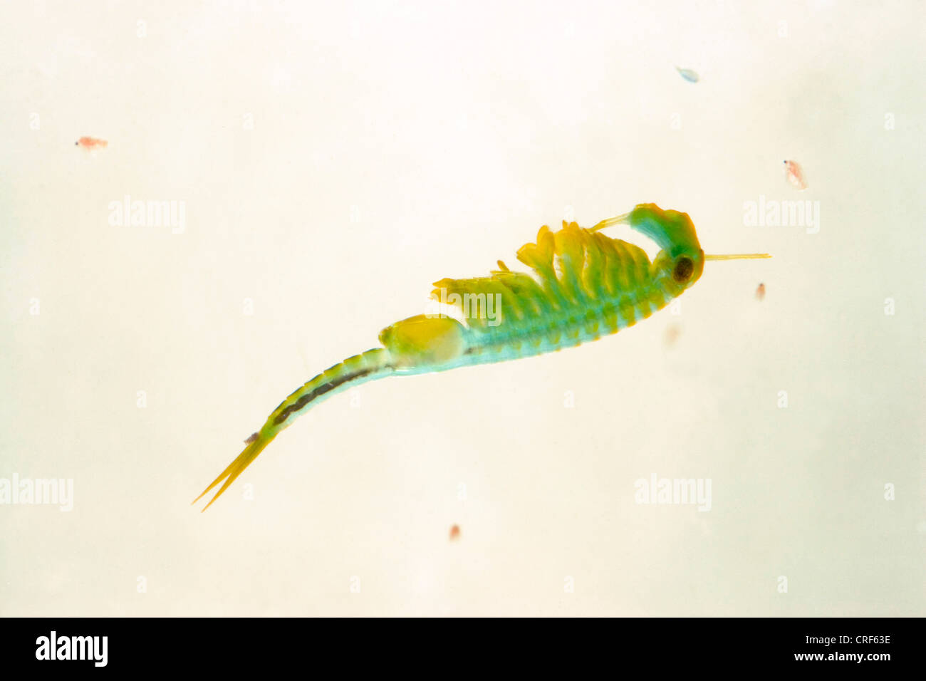 branchiopods (Chirocephalus shadini), females Stock Photo - Alamy
