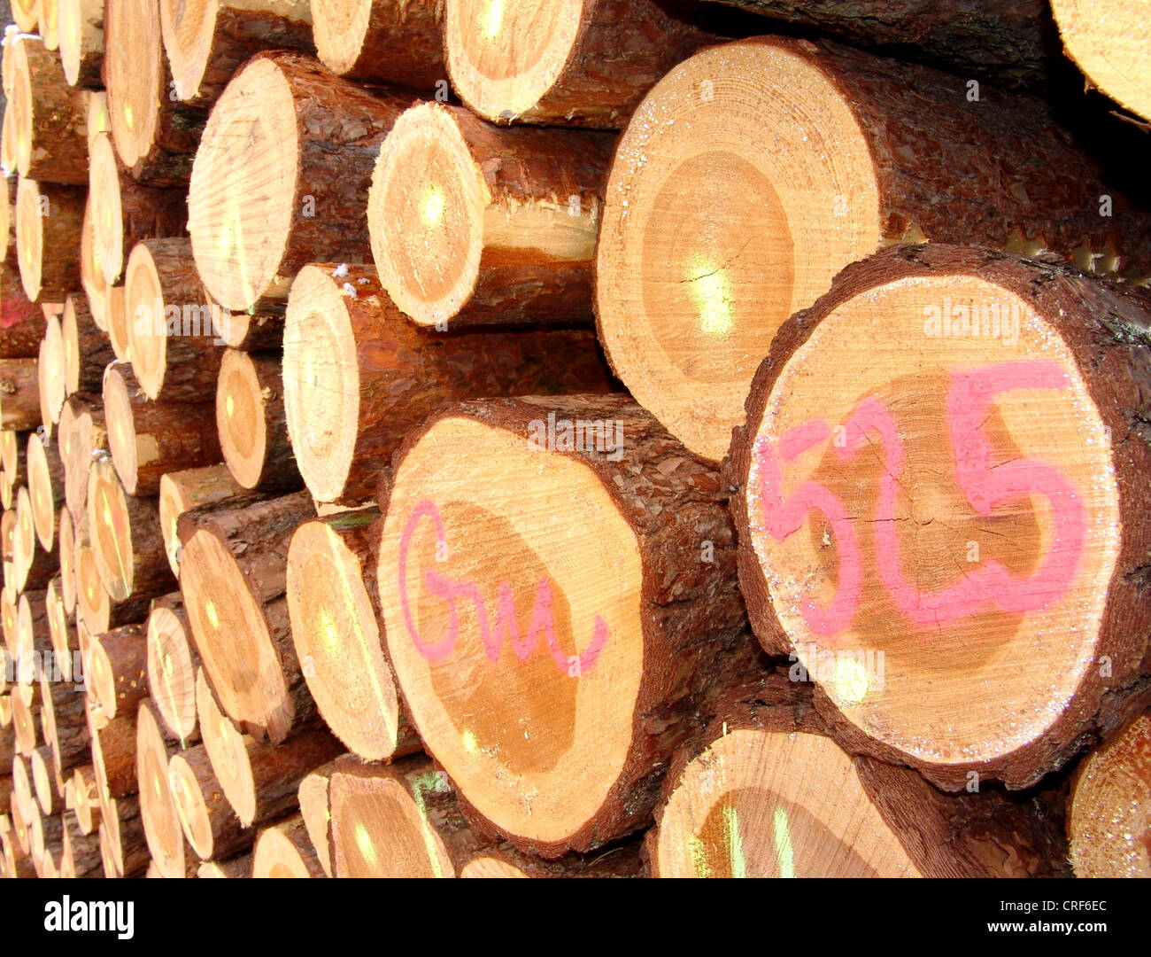 Scotch pine, scots pine (Pinus sylvestris), logs, Germany Stock Photo ...