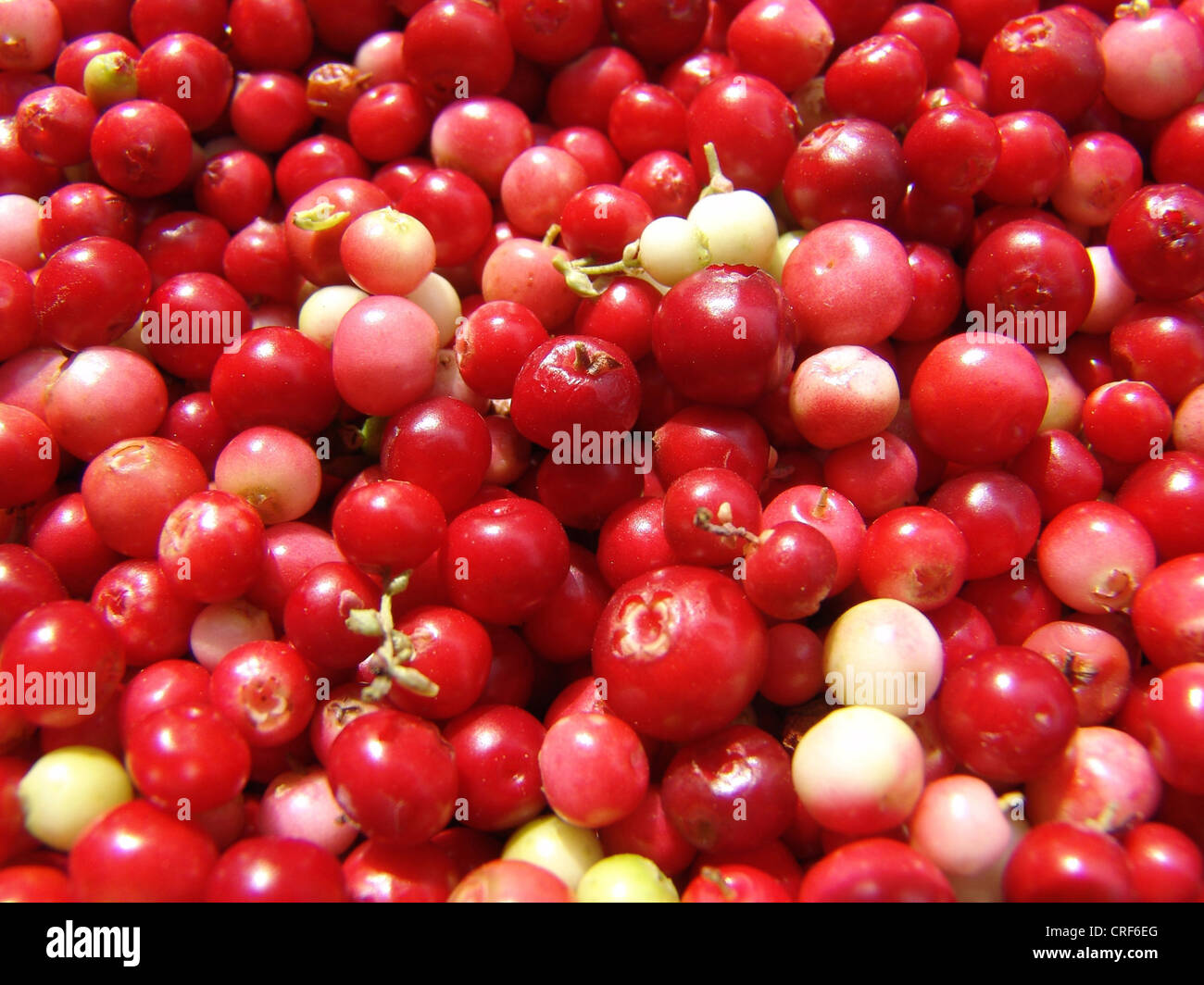 cowberry, foxberry, lingonberry, mountain cranberry (Vaccinium vitis ...