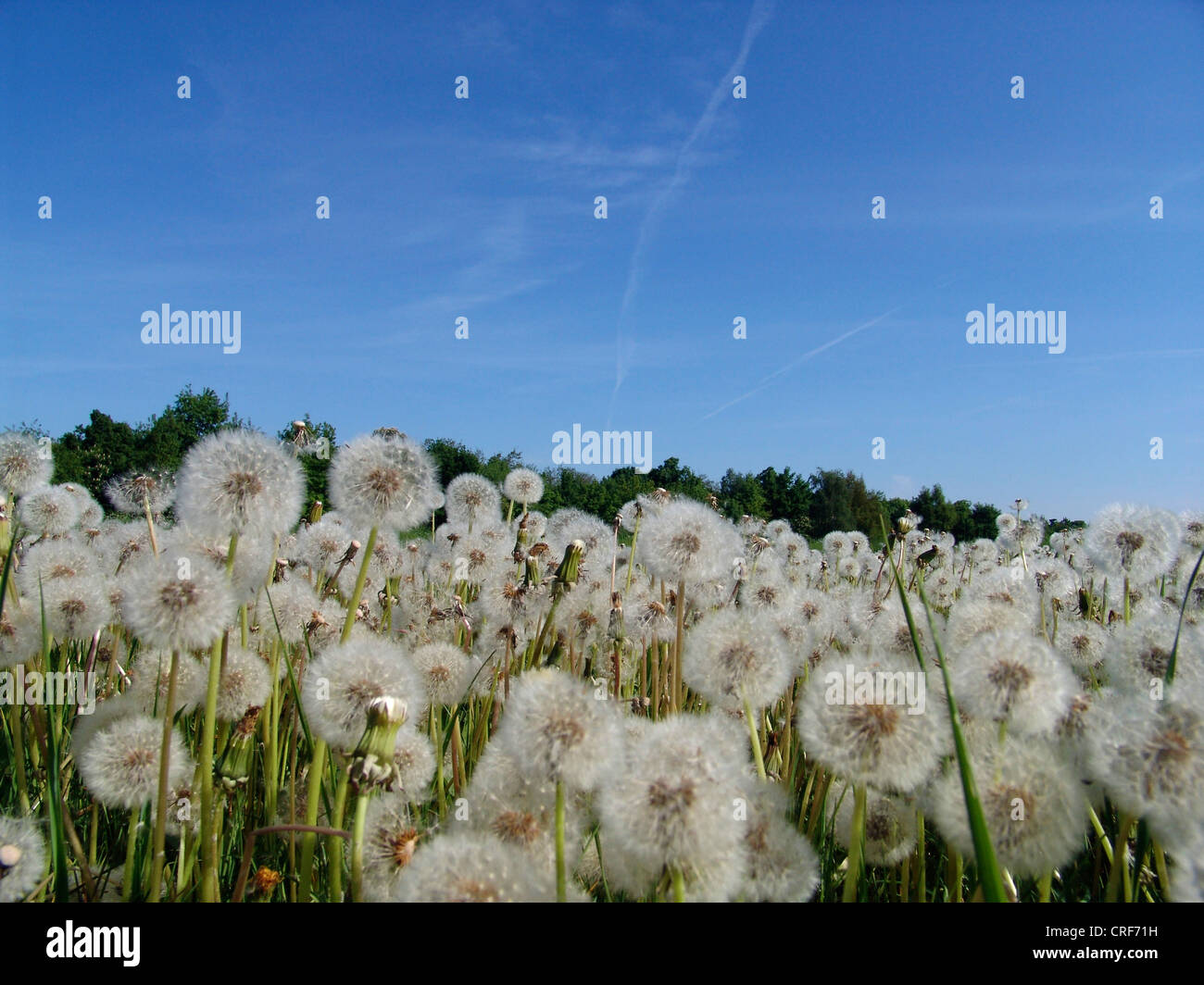 Plants with pappus hi-res stock photography and images - Alamy