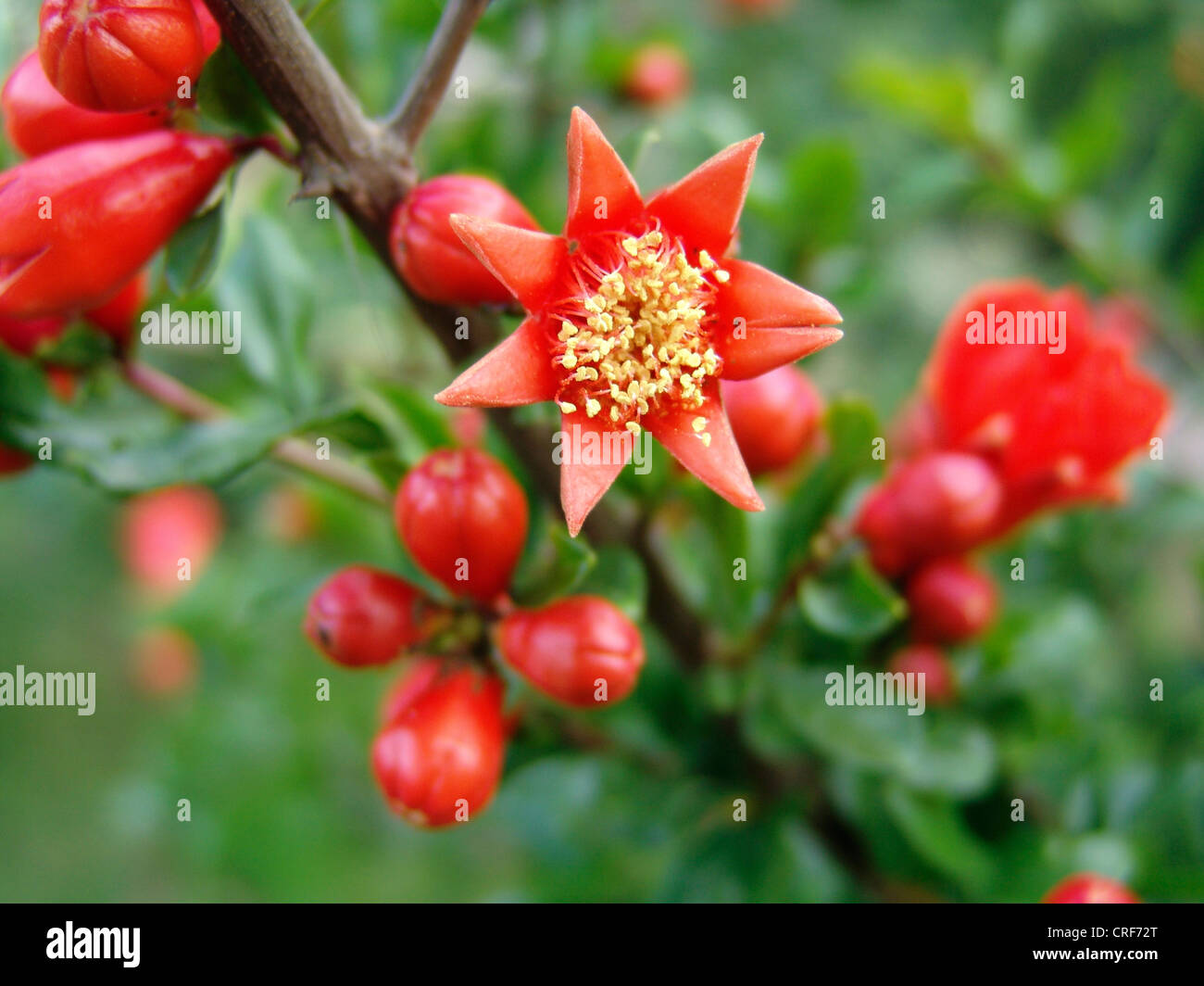 pomegranate, anar (Punica granatum), blooming Stock Photo - Alamy