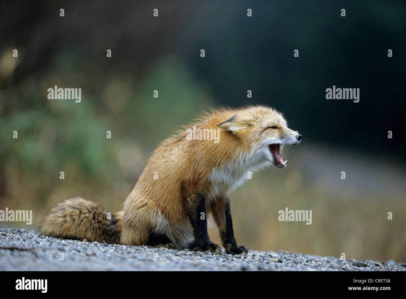Foxes barking hi-res stock photography and images - Alamy