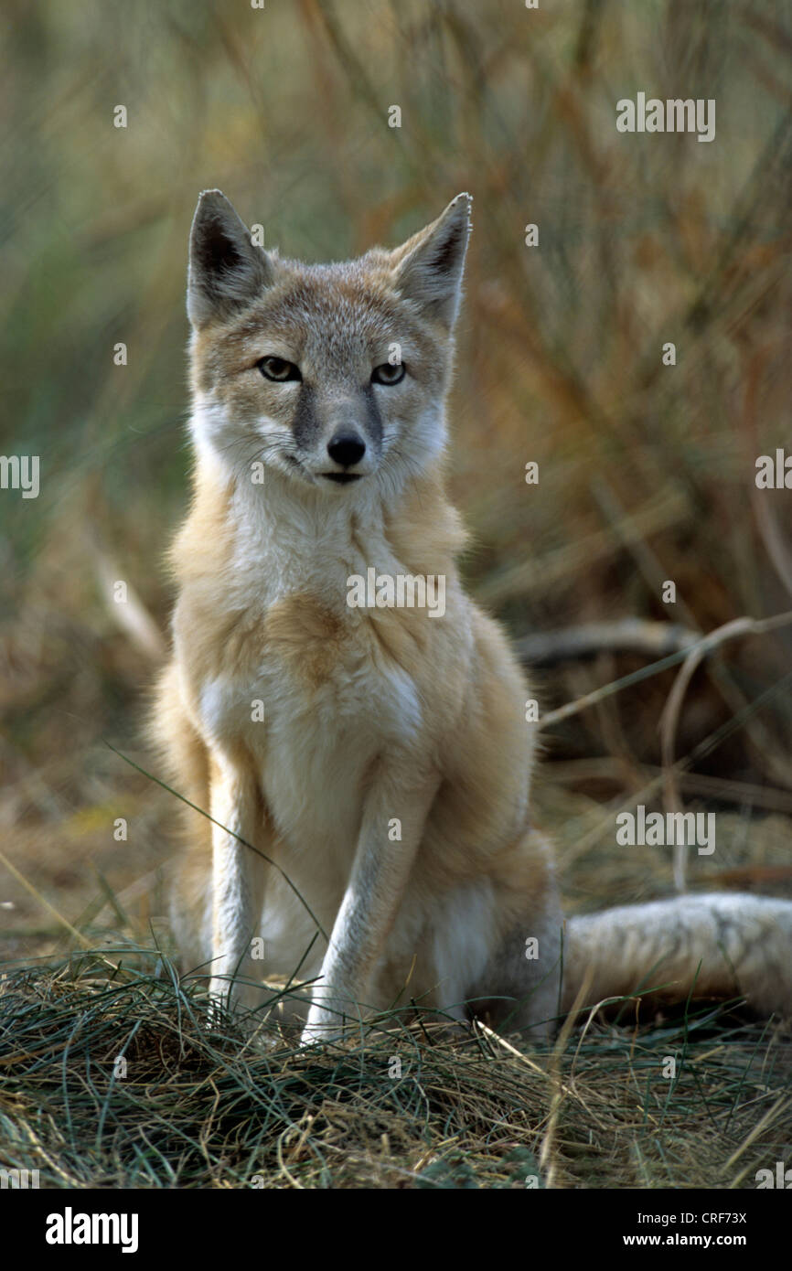 Swift Fox Canada – Swift foxes return to Alberta – GOVYR