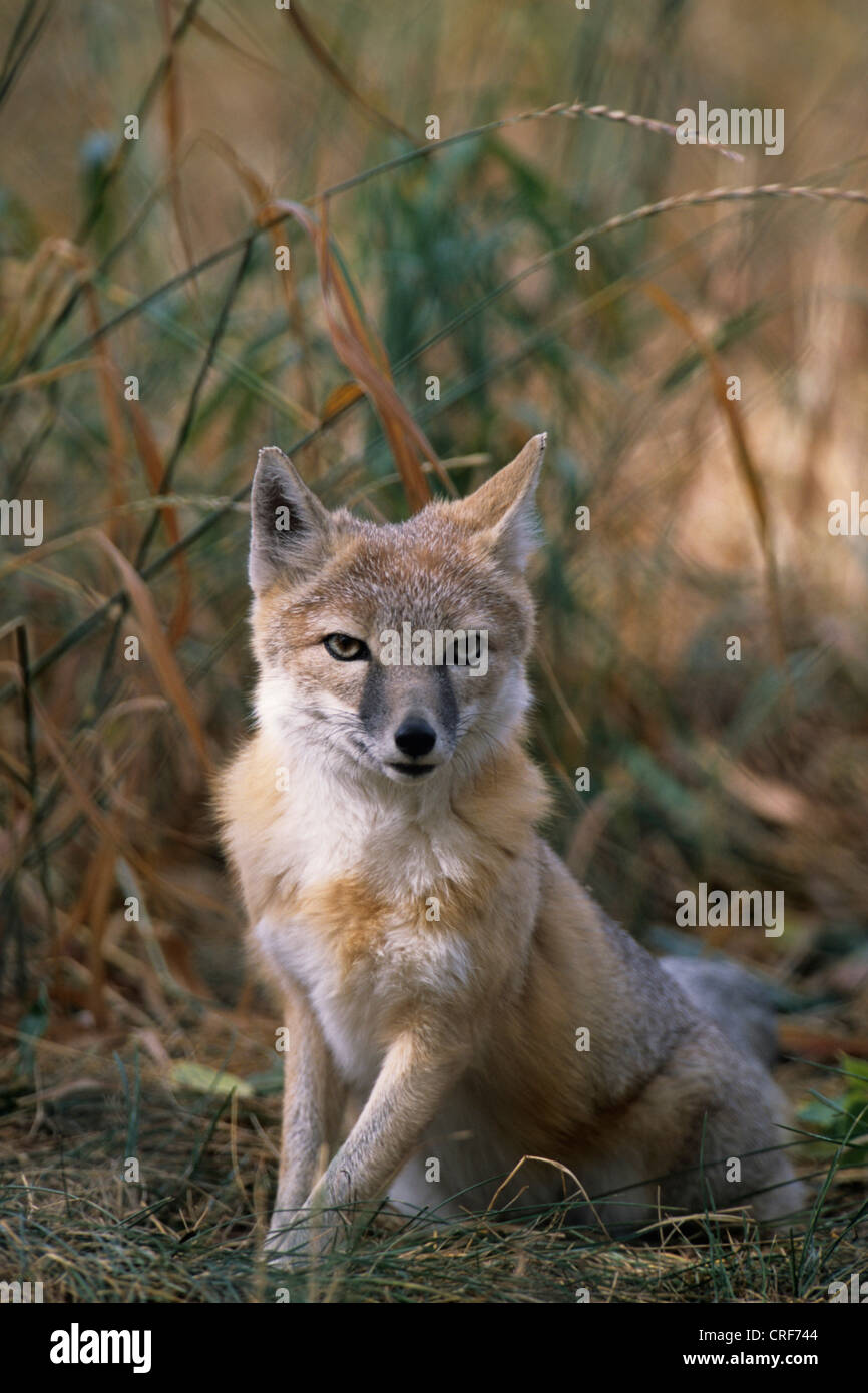 swift fox, kit fox (Vulpes velox), sitting in grass, Canada Stock Photo ...