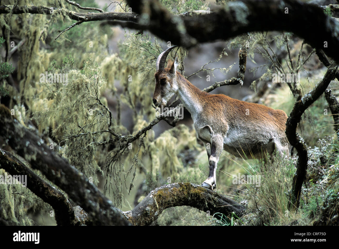 Walia ibex (Capra walie), female standing on a branch, Ethiopia, Simien ...