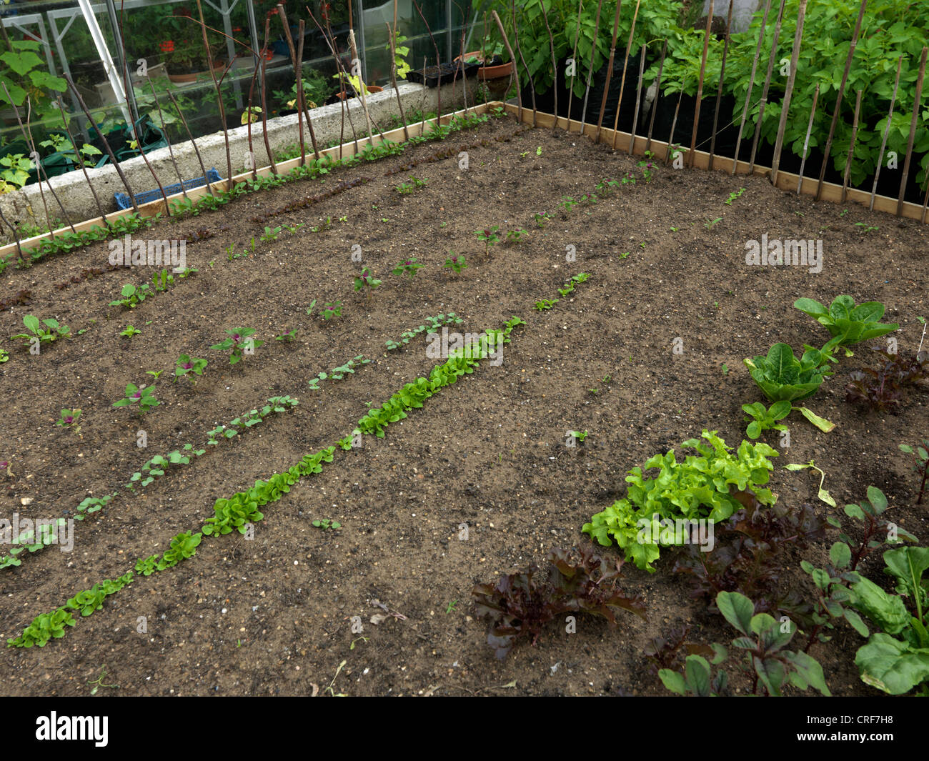 Raised bed vegetables hi-res stock photography and images - Alamy