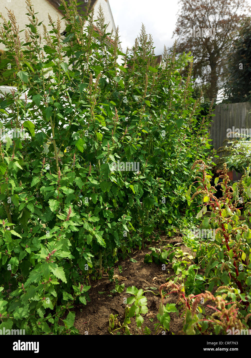 Spinach Tree High Resolution Stock Photography and Images - Alamy