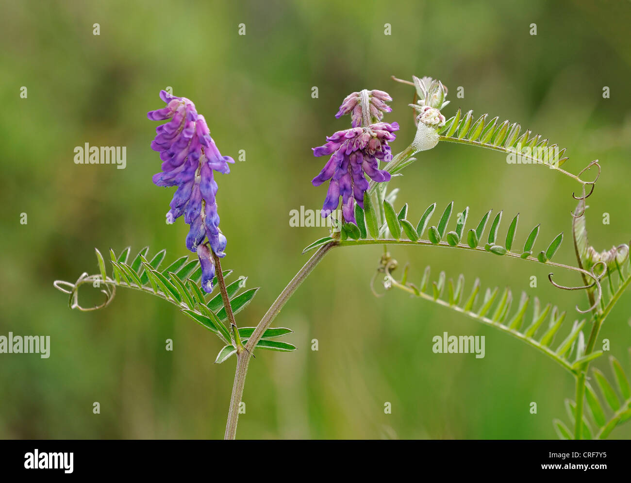 Tufted Vetch - Vicia cracca Stock Photo - Alamy