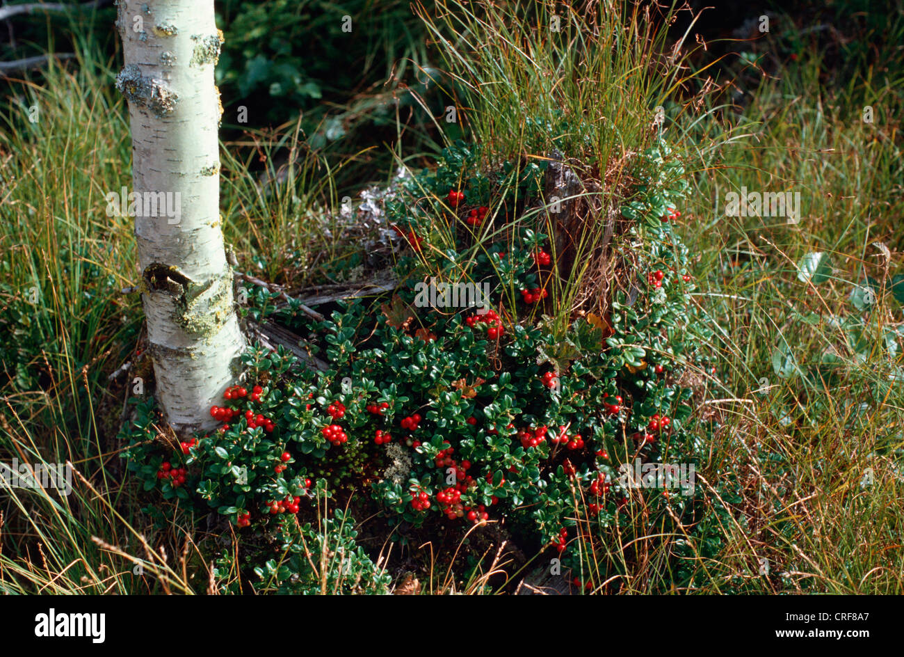 cowberry, foxberry, lingonberry, mountain cranberry (Vaccinium vitis ...