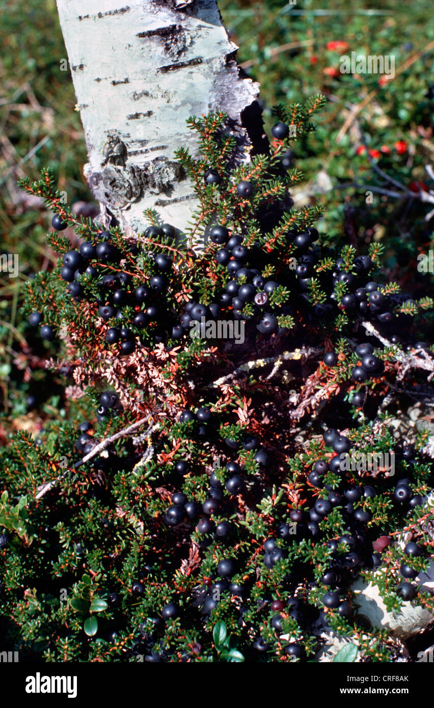 Black crowberry empetrum nigrum hi-res stock photography and images - Alamy