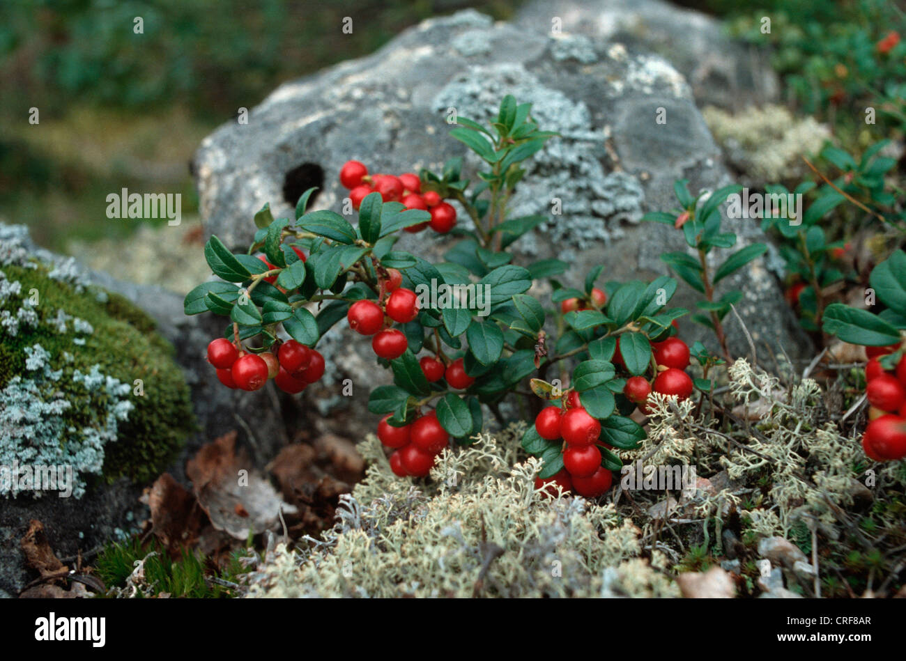 Red berries cowberry bushes hi-res stock photography and images - Alamy