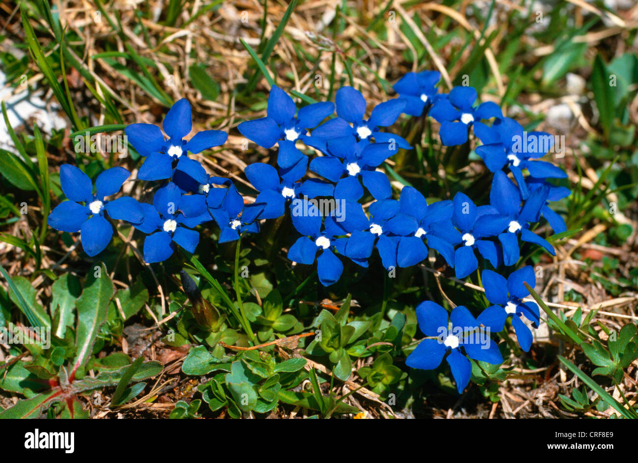 Plants gentiana hi-res stock photography and images - Alamy