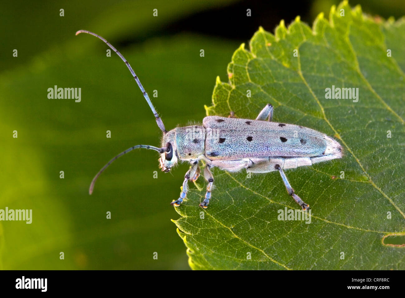 longhorn beetle (Saperda octopunctata), on a leaf Stock Photo - Alamy