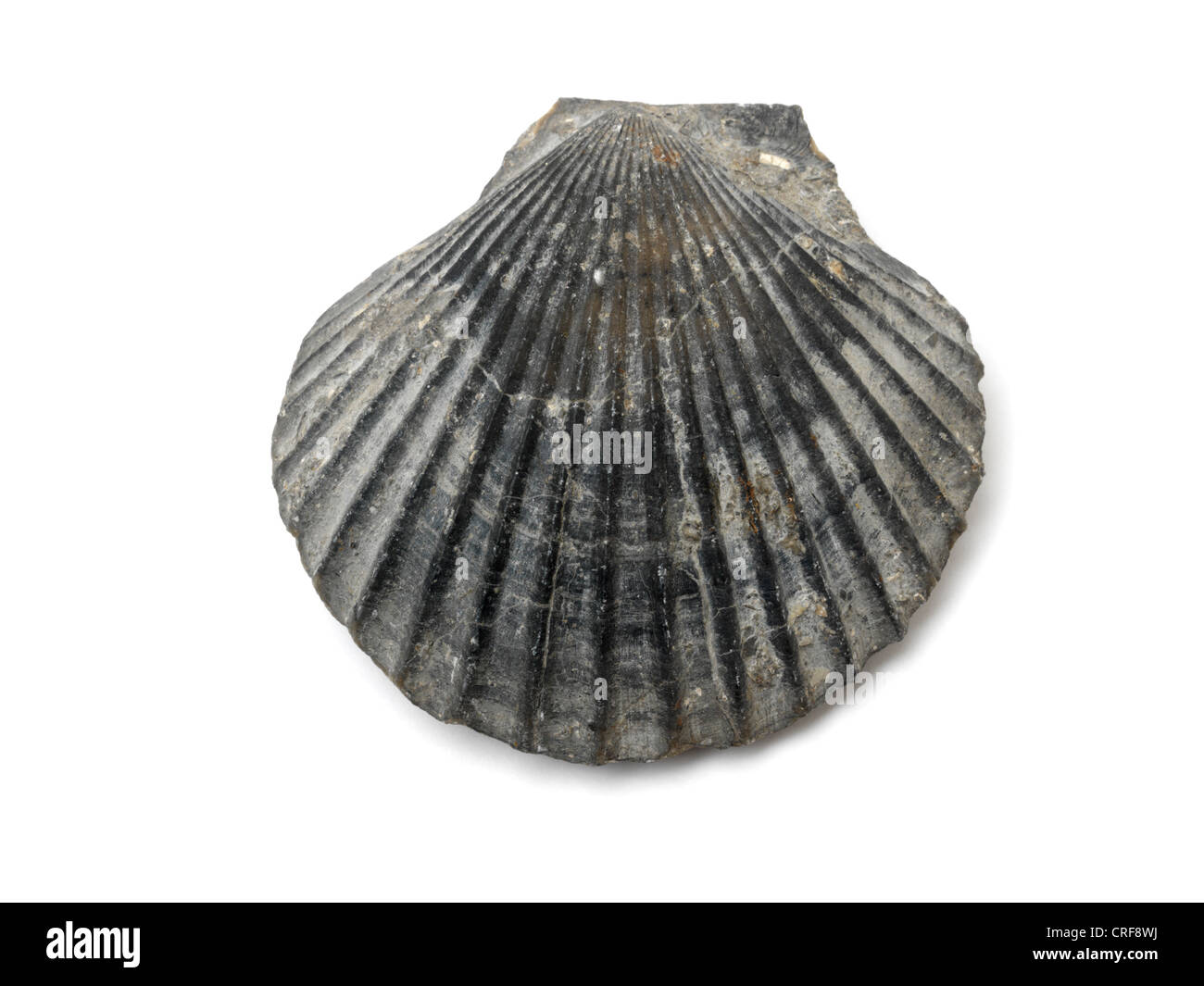 Scallop shell hi-res stock photography and images - Alamy