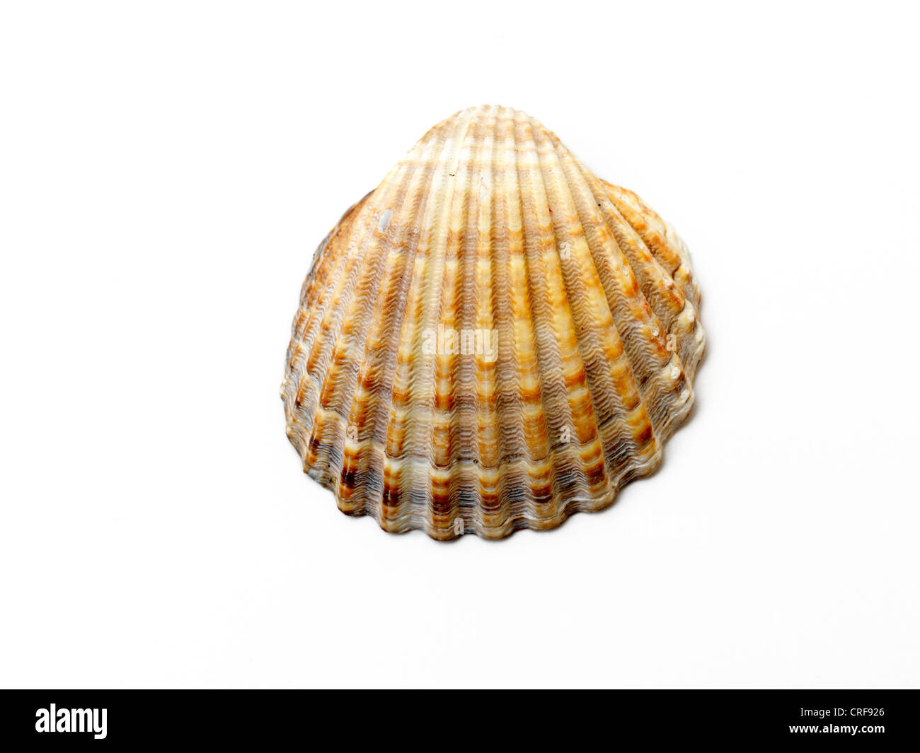 Cockle Shell High Resolution Stock Photography and Images - Alamy