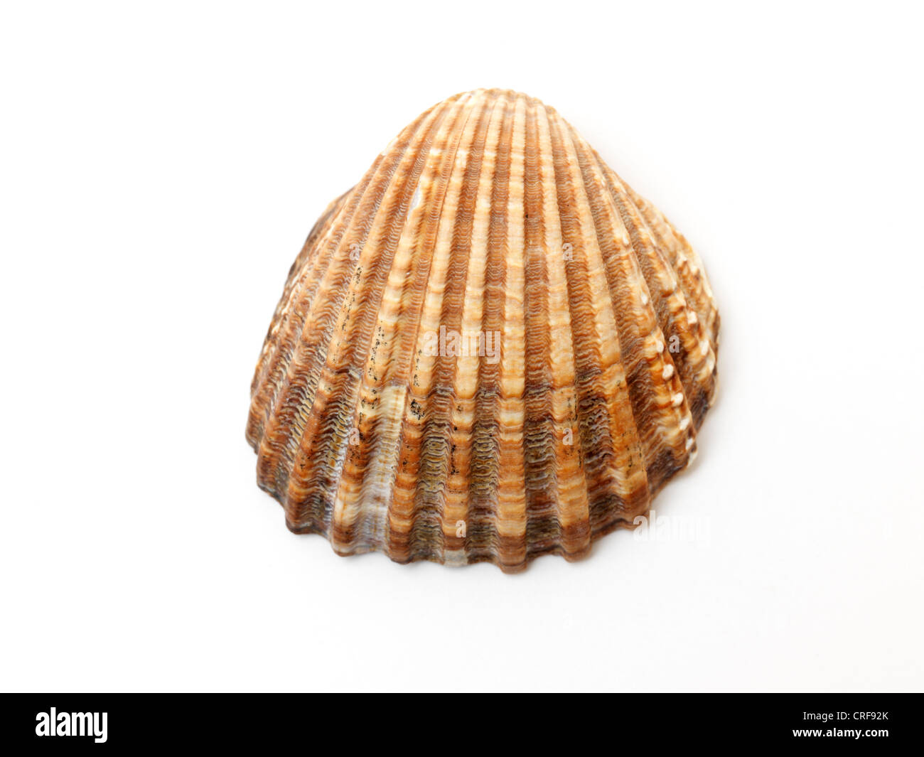 A Cockle Shell Stock Photo - Alamy