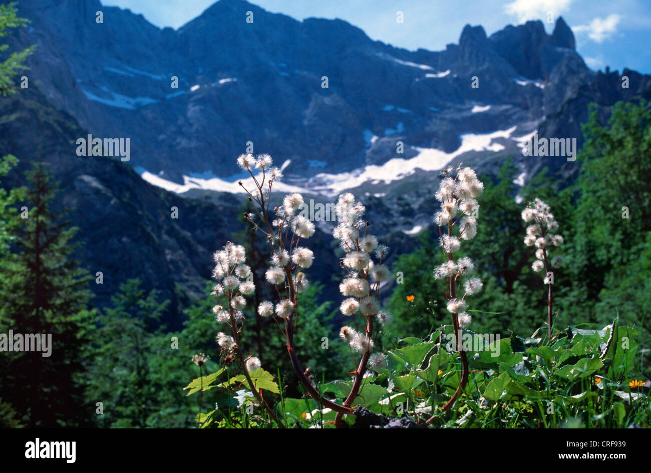 Alpine butterburr (Petasites paradoxus), in front of Karwendel Stock ...