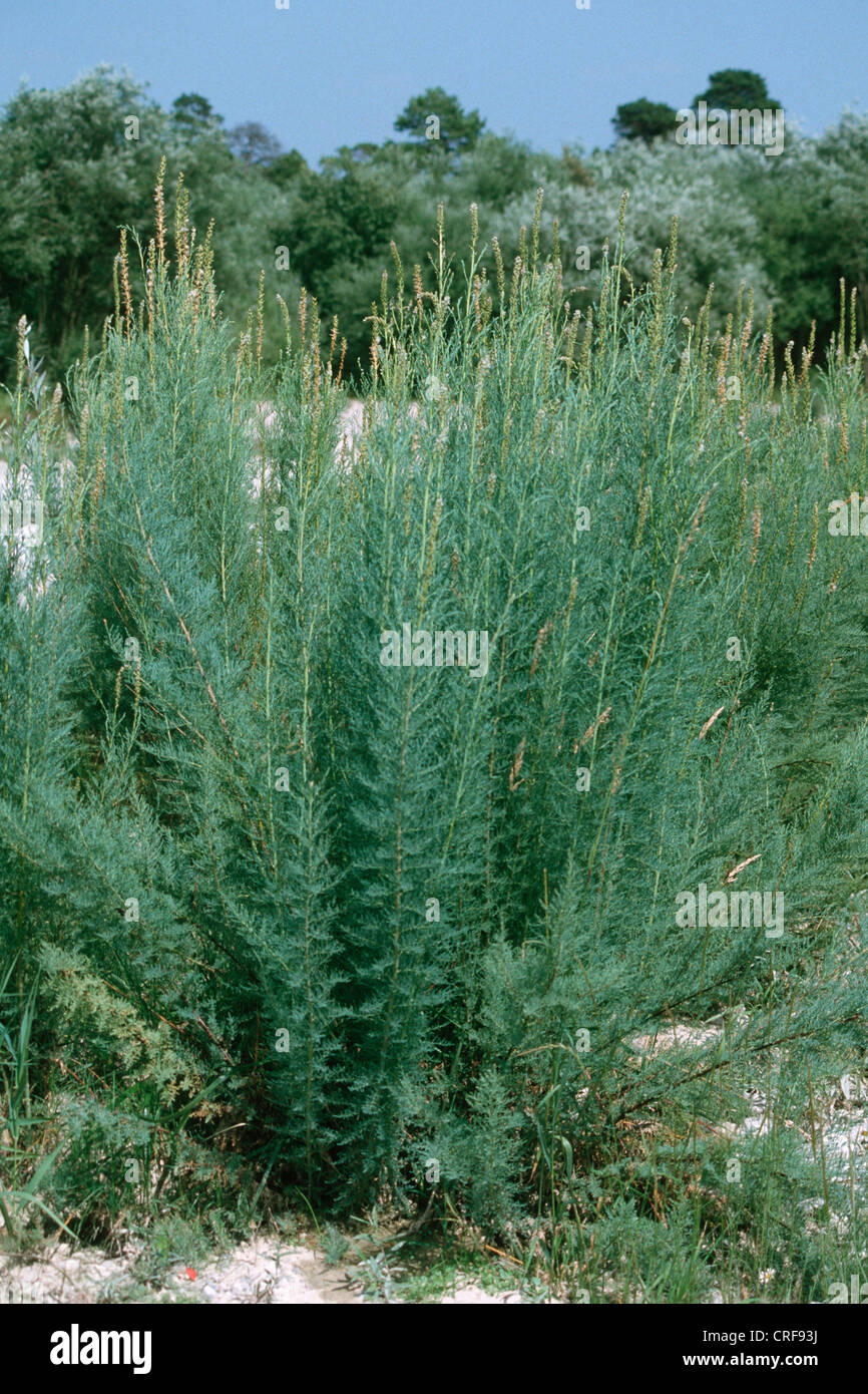 Myricaria hi-res stock photography and images - Alamy