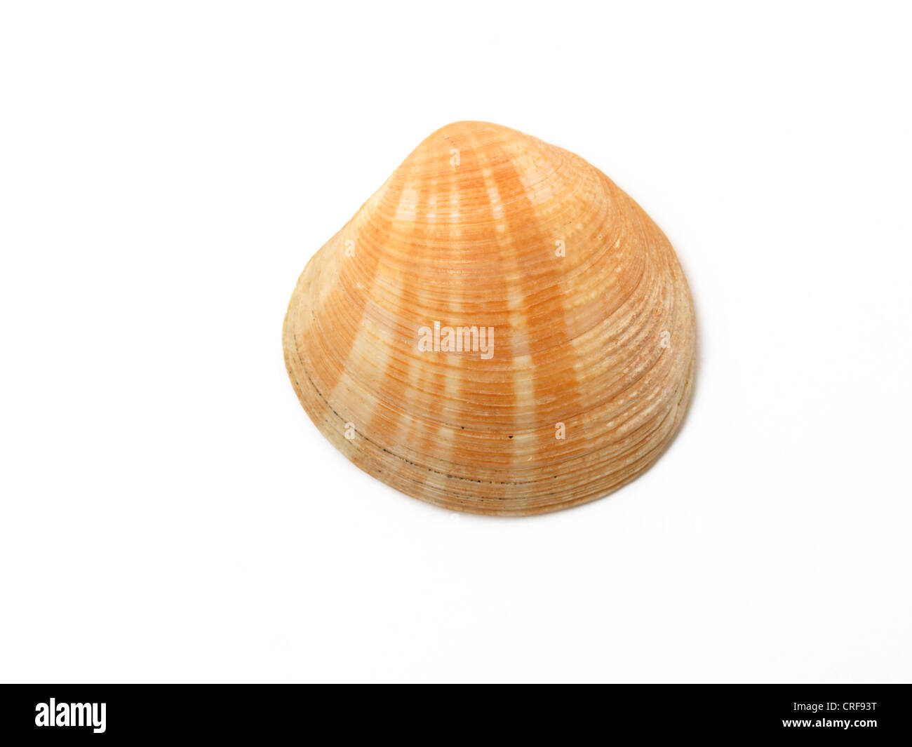 A Bivalve Shell Stock Photo - Alamy