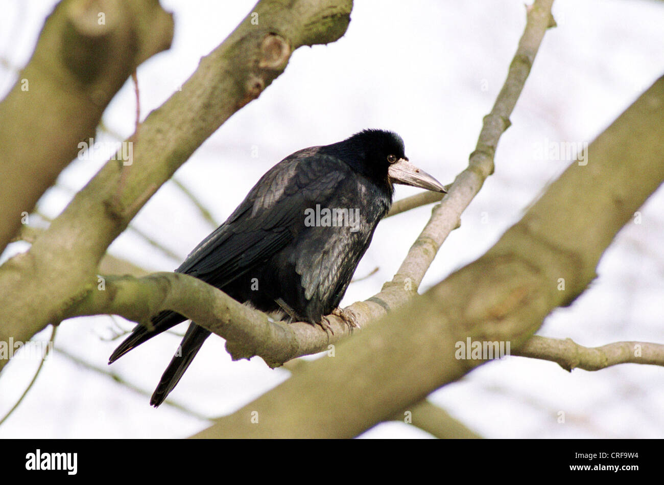 A Crow sitting on a branch Stock Photo - Alamy