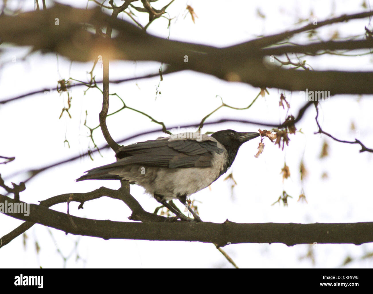 A Crow sitting on a branch Stock Photo - Alamy