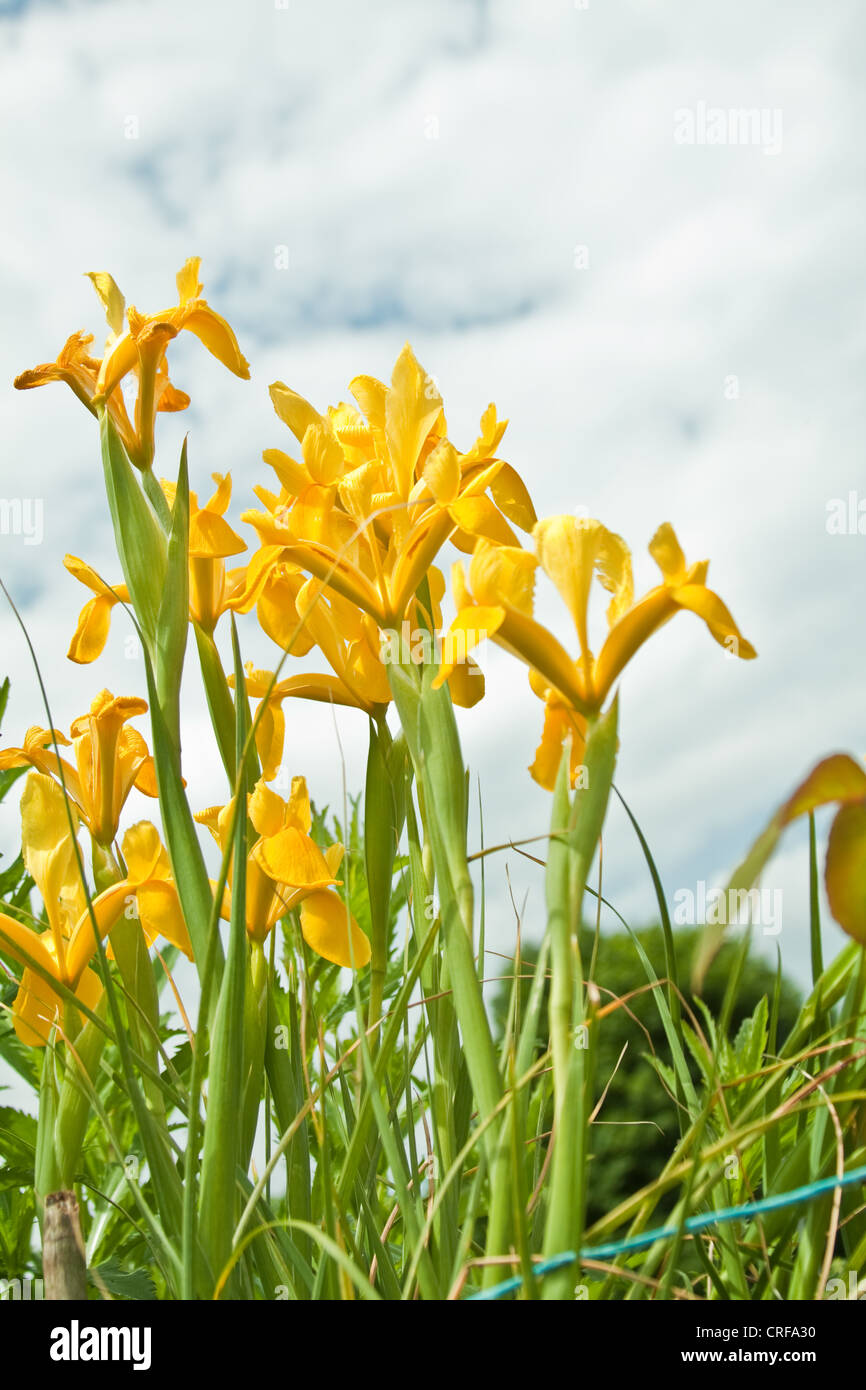 Spring Flowering Yellow Flagged Iris Stock Photo - Alamy