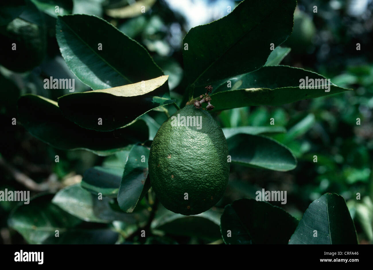 Lemon ponderosa tree hi-res stock photography and images - Alamy