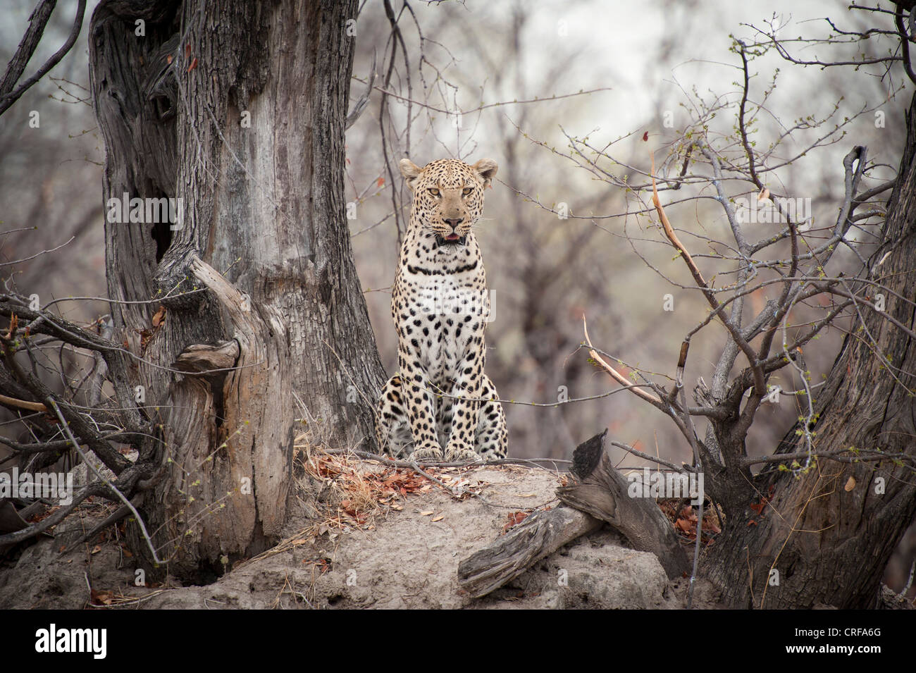 Leopard sitting africa hi-res stock photography and images - Alamy