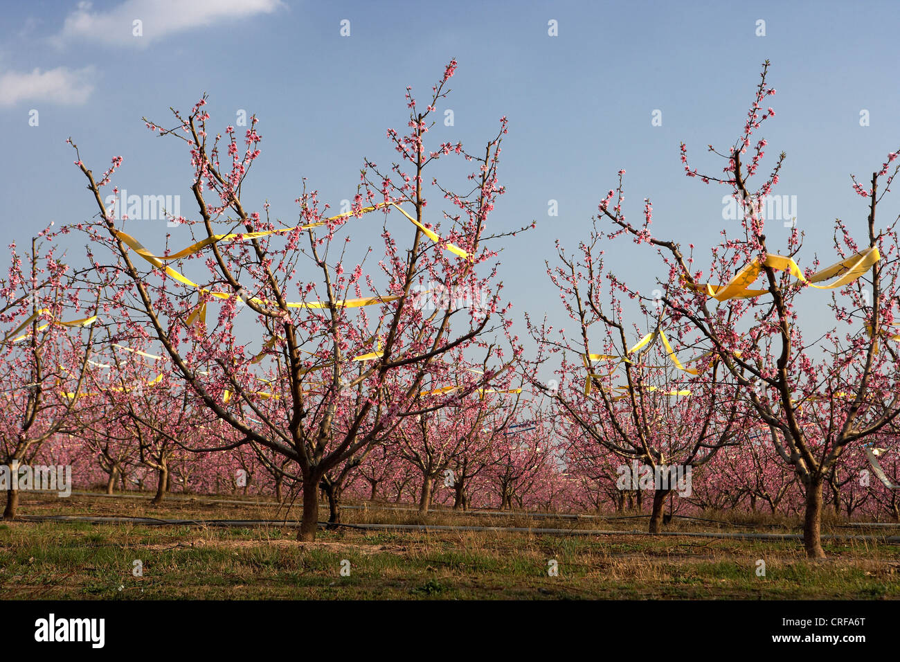 "Nectarine trees" with flowers in spring Stock Photo - Alamy