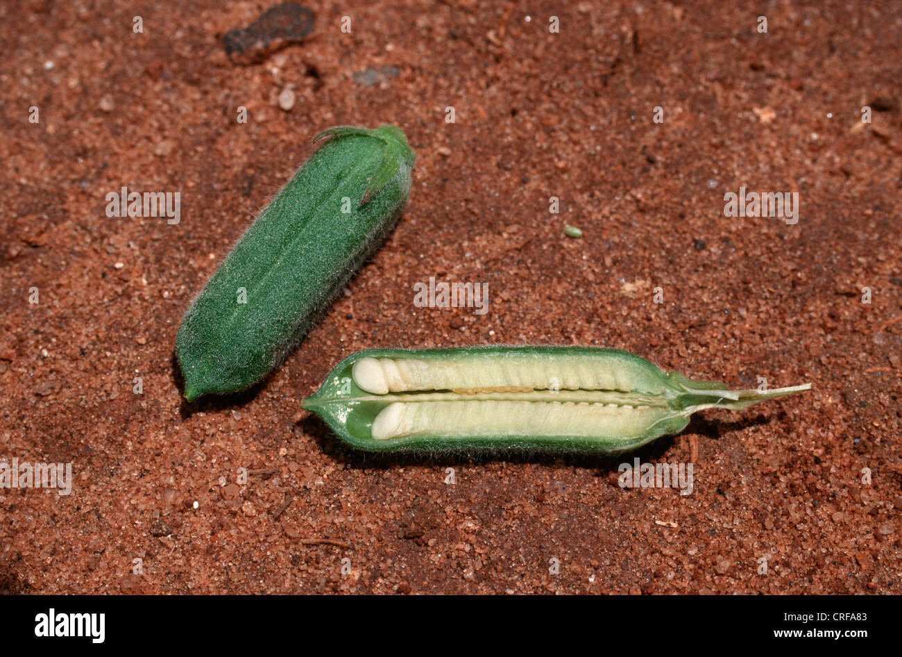 sesamum, sesame (Sesamum indicum), fruits Stock Photo - Alamy