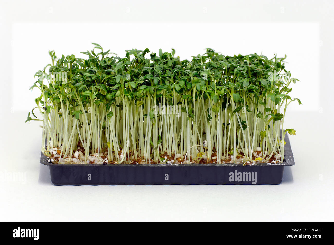 garden cress (Lepidium sativum), seedlings Stock Photo - Alamy