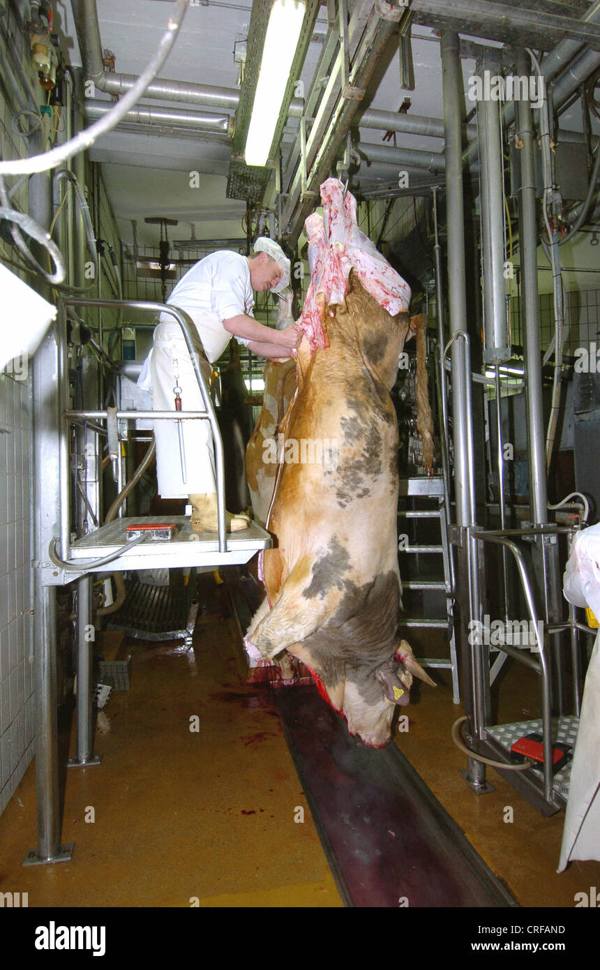 Cow Slaughterhouse Process