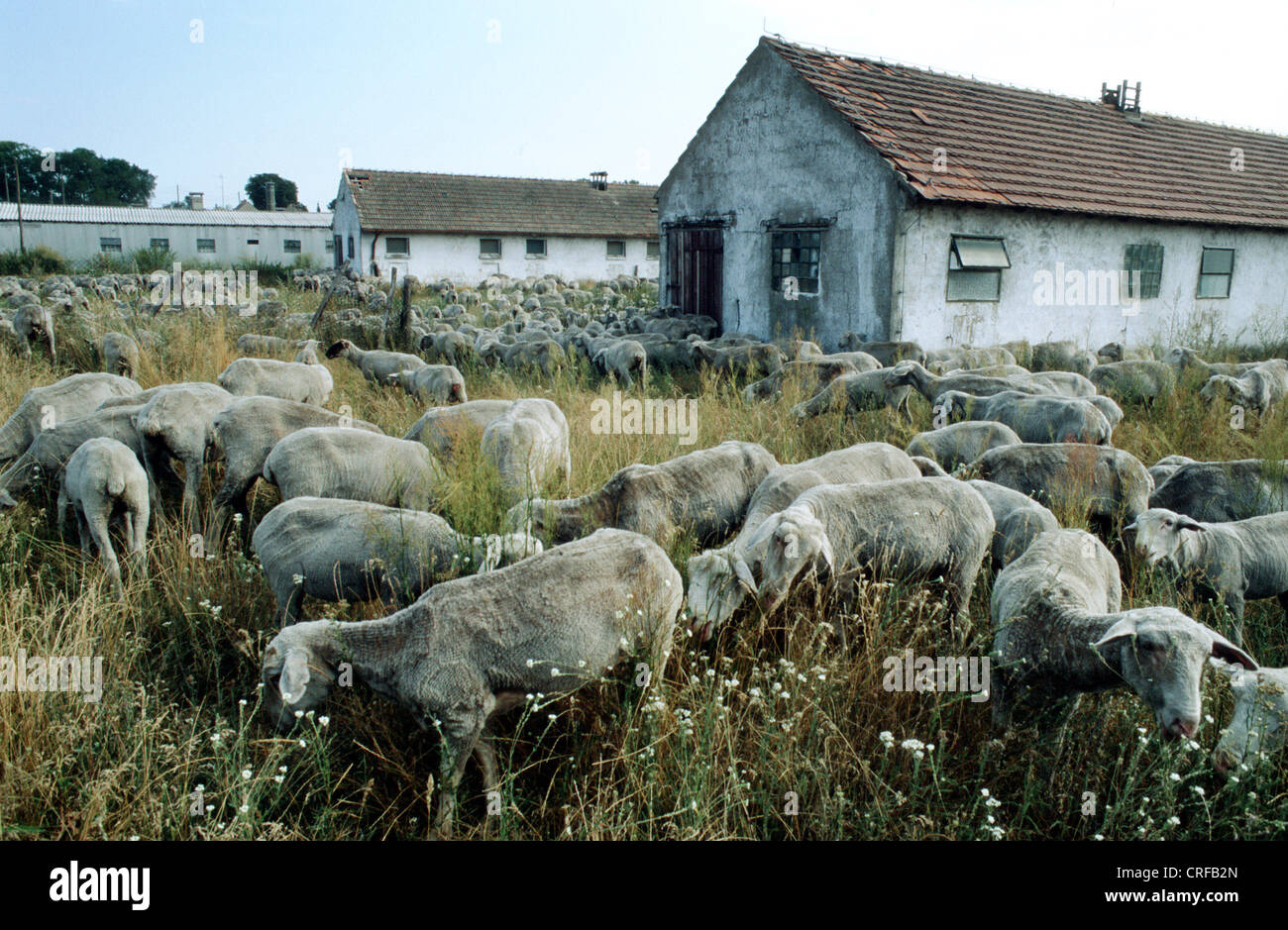 Sheep stables hi-res stock photography and images - Alamy
