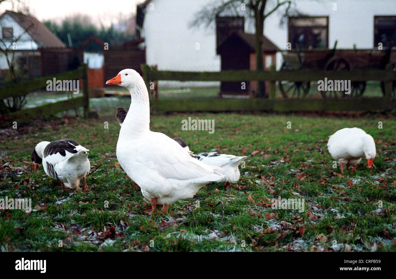Bremen Geese High Resolution Stock Photography and Images - Alamy