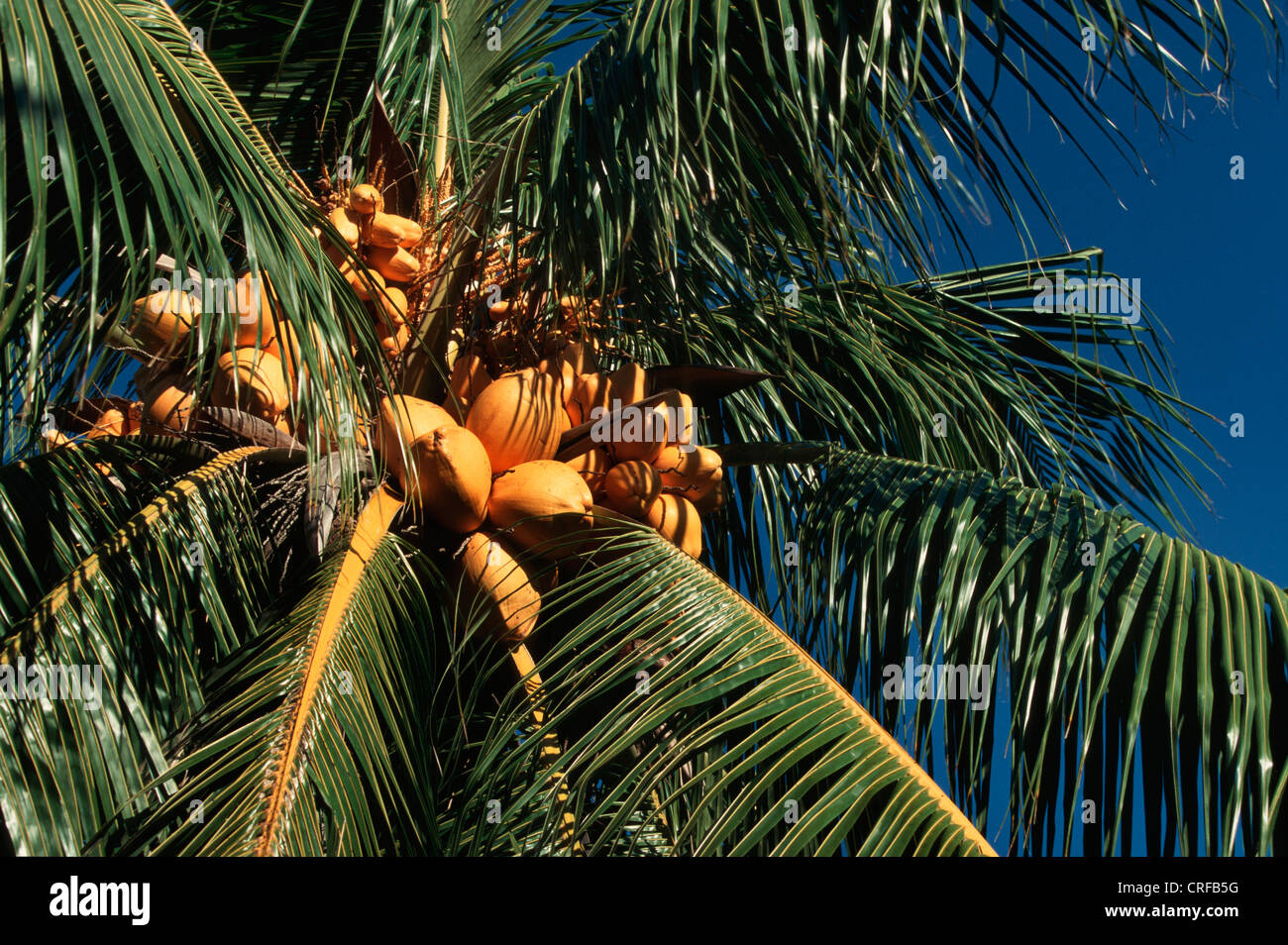 coconut palm (Cocos nucifera), young fruits at a tree, Sri Lanka Stock ...