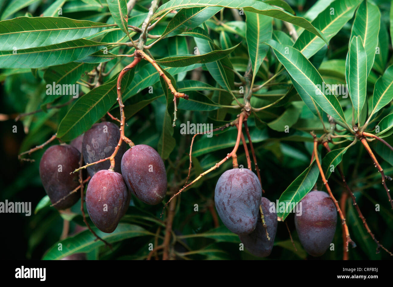 Mango mangifera indica fruits twig hi-res stock photography and images ...